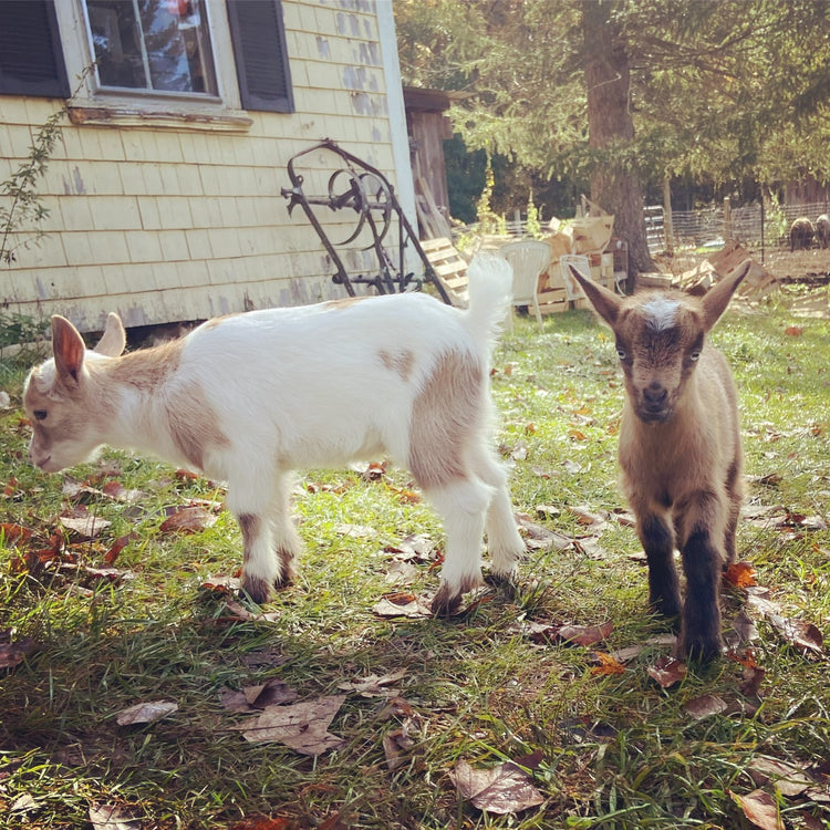 Round Hill Ranch – Round Hill Ranch RI